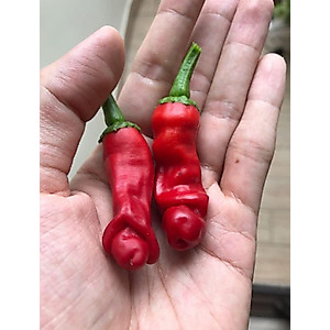 30 Peter Pepper Seeds to Plant Rare Chili Seeds Indoor Outdoor Ornaments Perennials Garden Growing Can Grow Well Pot