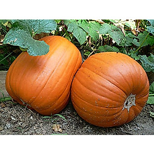 Howden's Field Pumpkin Seeds for Planting, 20+ Heirloom Seeds Per Packet, (Isla's Garden Seeds), Non GMO Seeds, Botanical Name: Cucurbita Pepo, Great Home Garden Gift