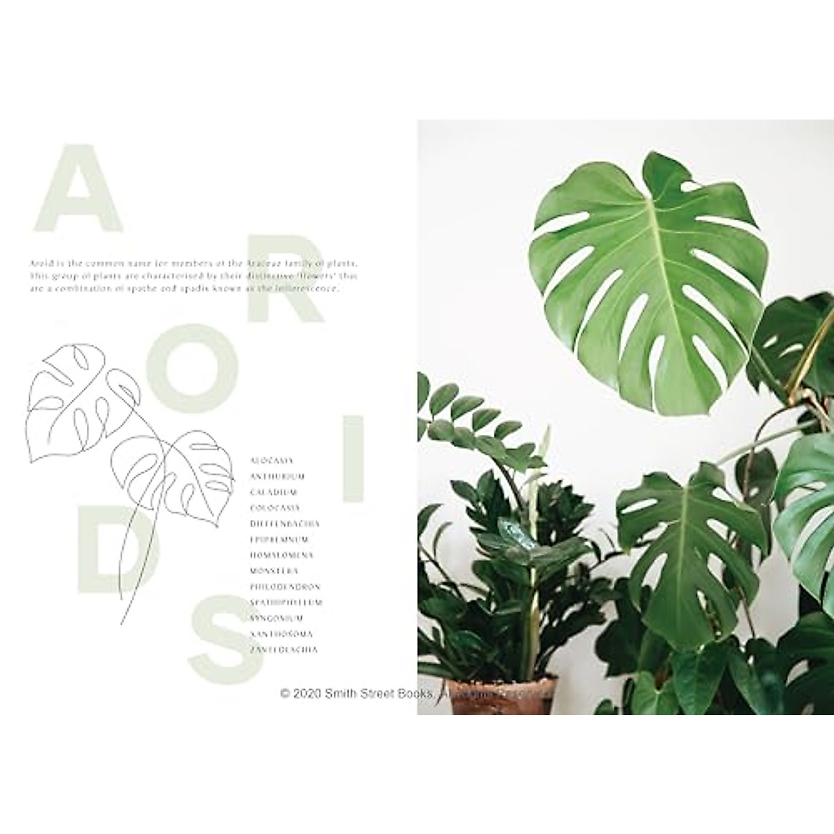 Plantopedia: The Definitive Guide to Houseplants