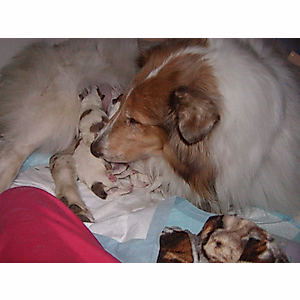 Deluxe Pro Whelping Kit 12 for Puppies Dogs