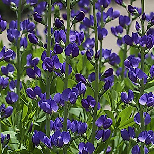 Outsidepride Perennial Blue Wild False Indigo Baptisia Australis Garden Plant - 100 Seeds