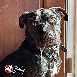 Fromm Family Remedies Chicken Formula Canned Wet Dog Food, 12.2 oz (12 in case)