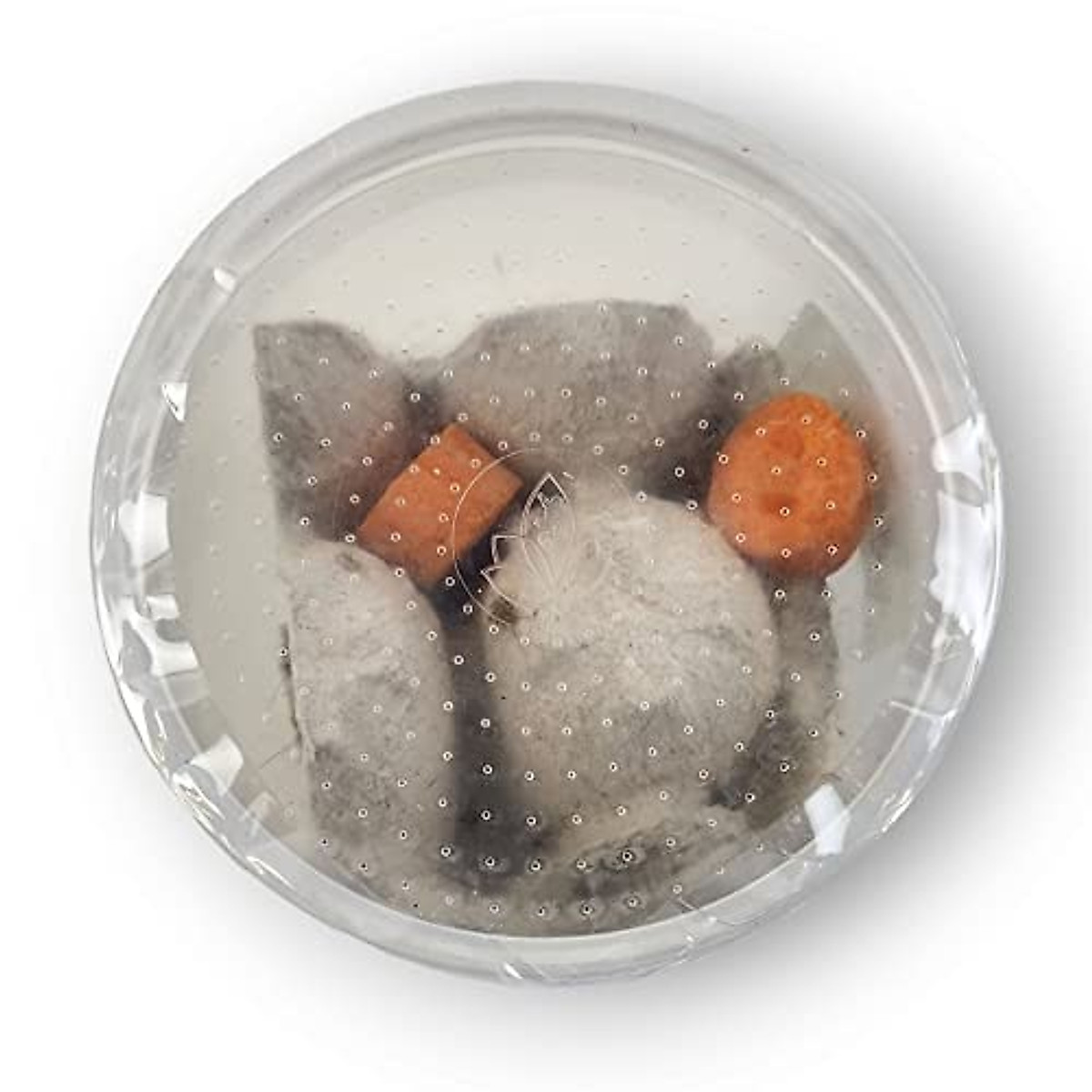 Josh's Frogs 1/4" Banded Crickets (120 Count)