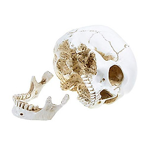 DOC.ROYAL Realistic 1:1 Retro Human Skull Model Life Size Anatomical Medical Teaching Skeleton Head