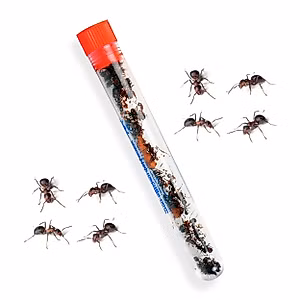 Live Ant Farm Ants Kit Refill - 25 Red Harvester Ants for Ant Farms - Educational Insect Exploration Set Shipped with Order - Guaranteed Live Arrival - Science Project Supplies for Kids & Adults