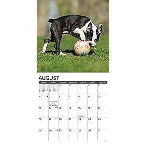 Willow Creek Press Boston Terrier Puppies Monthly 2024 Wall Calendar (12" x 12")