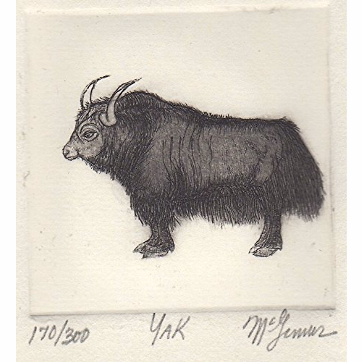 Yak