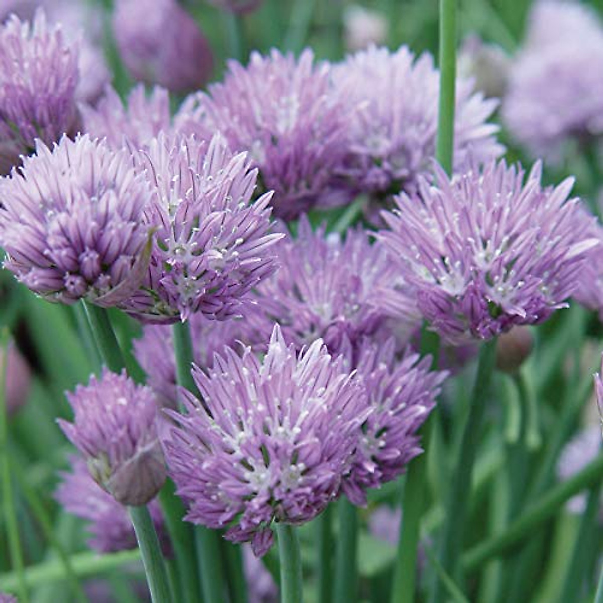 Burpee Common Chives Seeds 1000 seeds