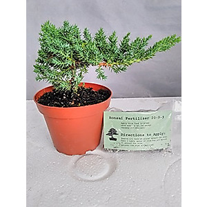 Japanese Juniper Bonsai Starter Tree - 4" pot - Juniperus procumbens 'Nana'+Bonsai Fertilizer Slow Release By-jmbamboo