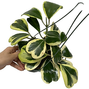 Variegated Hoya Kerrii - Hoya Plants Live Houseplant - Live Hoya Plant - Outer Variegated Hoya Kerrii - Plant Gift - Air Purifying Plant (2-3 Leaves Plant, 4" Pot)