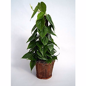 Heart Leaf Philodendron - Easiest House Plant to Grow - 4" Pot - Live Plant