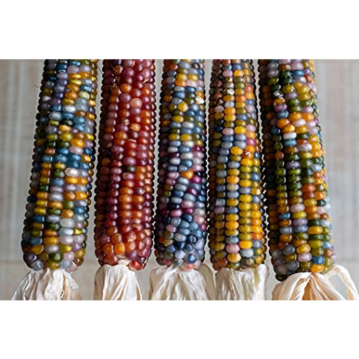 Glass Gem Indian Corn Seeds for Planting - 25+ Seeds - Vibrant Translucent Kernels - Grown in Iowa - A Must Have!