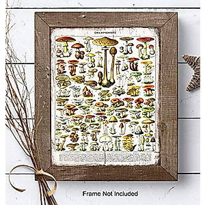 Dining Room, Kitchen Decor - Rustic Vintage Botanical Mushrooms Chart - Larousse Gastronomique Sign Photo Wall Art for Cafe, Restaurant - Unique Housewarming Gift -8x10 Boho Farmhouse Style