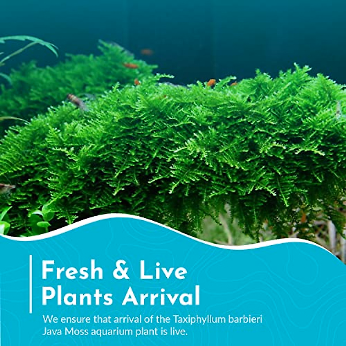 Java Moss Taxiphyllum Barbieri Portion