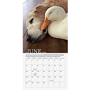 Unlikely Friendships Mini Wall Calendar 2021
