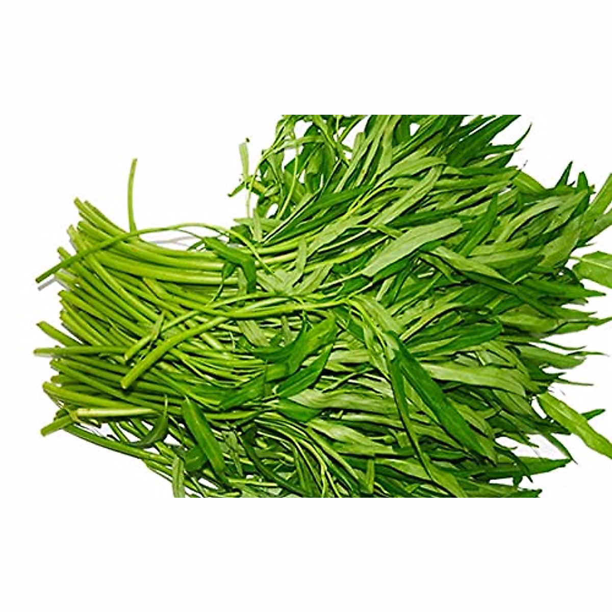 2000+ Seeds Kangkong Seeds - Rau Muong, Ong Choy, Brown - Chinese Spinach - Cong Xin CAI Seeds, kangkung Seeds for Planting