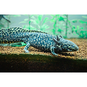 AQUATICBLENDEDFOODS Gourmet Axolotl Soft Food Pellet Mix 3.2mm & 4.0mm & Mini BLOODWORM Sticks (2oz) - ABF7