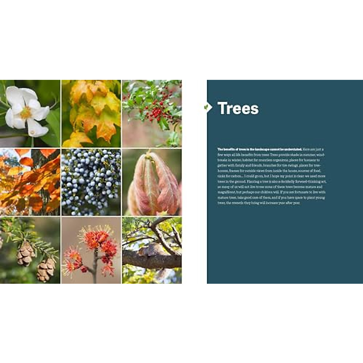 The Northeast Native Plant Primer: 235 Plants for an Earth-Friendly Garden