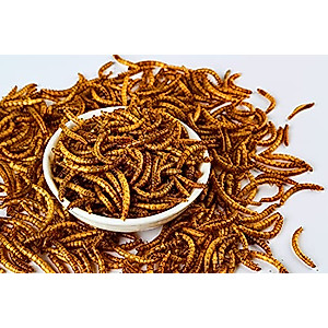 Hatortempt 10lbs Bulk Non-GMO Dried Mealworms for Reptile, Tortoise, Amphibian, Lizard, Wild Birds, Chickens, Duck, Poultry etc