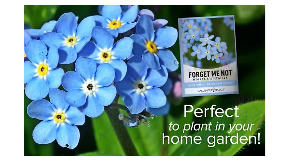 Forget Me Not Seeds for Memorial & Garden – Beautiful Blue Perennial