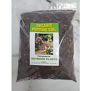 Fiesta Hibiscus Bush - Live Hibiscus Flowering Plant - Tropical Flower Plant - 1 Gallon Planter - Overall Height 10" to 14" - Tropical Plants of Florida (Plant Only)