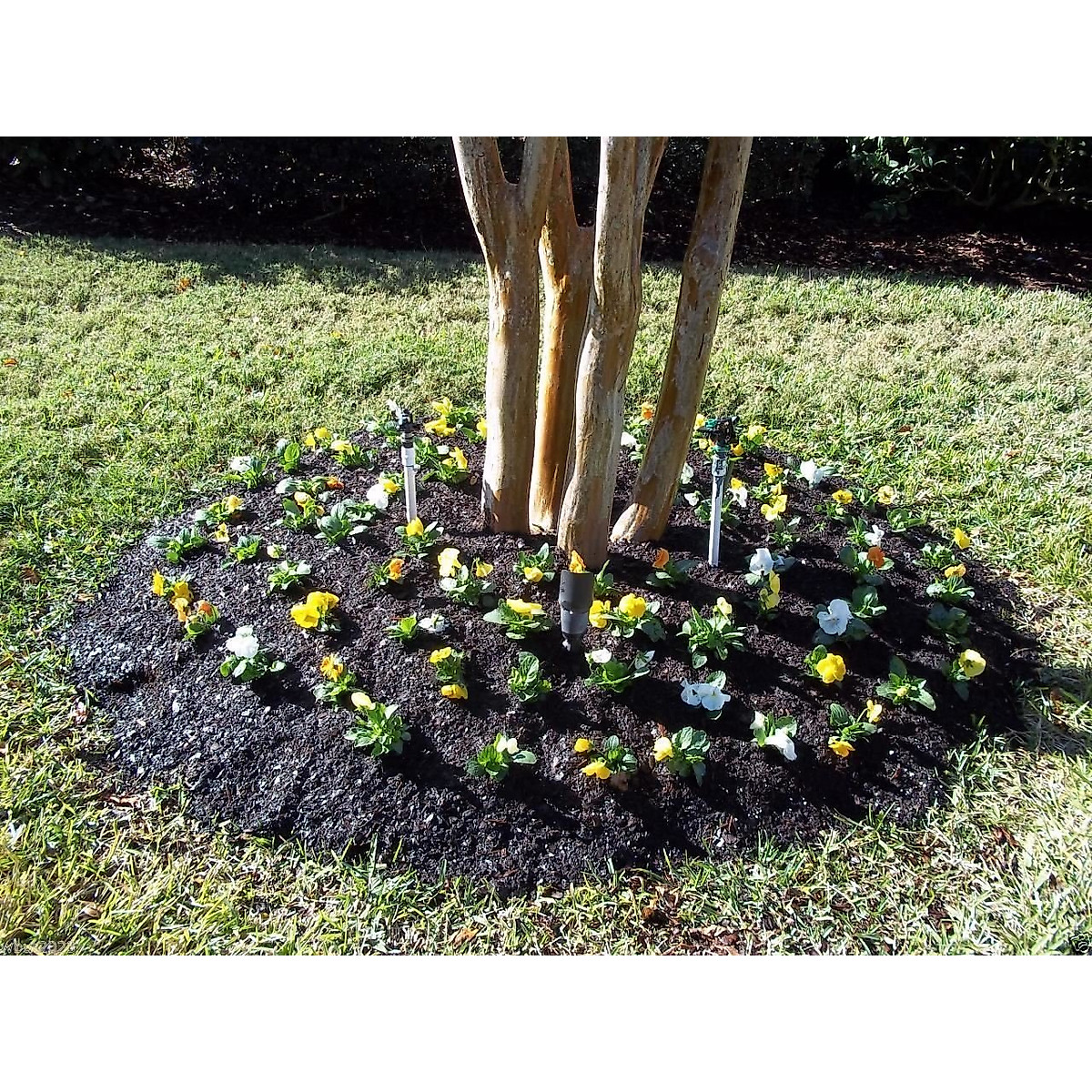 Johnny Jump-up (Viola Tricolor) purple, yellow and white - Mixed Flowers seeds!(1 oz Pack approx 28,000 Seeds)