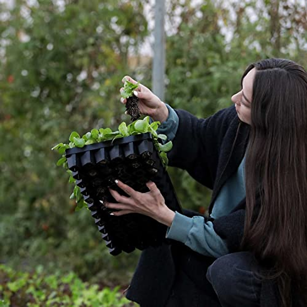 Bootstrap Farmer 72 Cell Air Prune Tray, 5 Pack, Extra Strength Air Pruner Seed Starting Tray