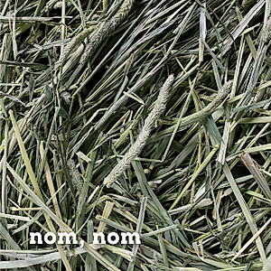 Bunny Honey Timothy Hay for Pets - Premium Quality All-Natural Feed for Rabbits, Guinea Pigs, and Chinchillas (Timothy5LB)