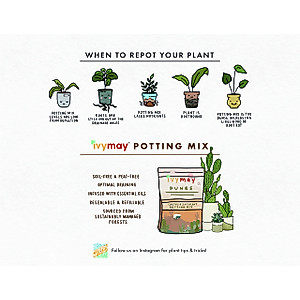 IvyMay Dunes Succulent Soil ― Organic Cactus Soil Potting Mix for Succulents, Ready to Use Potting Soil Indoor Plants with Perlite, Pumice, Earthworm Castings, Essential Oils ― 5 qt