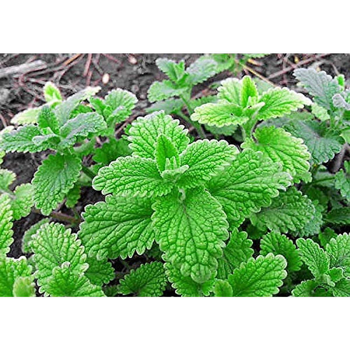 100+ Strawberry Mint Herb Seeds Non-GMO Fragrant Rare! US Grown!