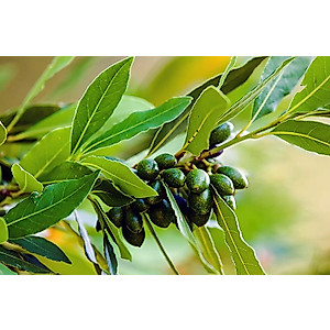 Bay Leaf Laurel Tree Live Plant Herb Bush for Planting Ornament Perennial 4 to 8 Inch Tall