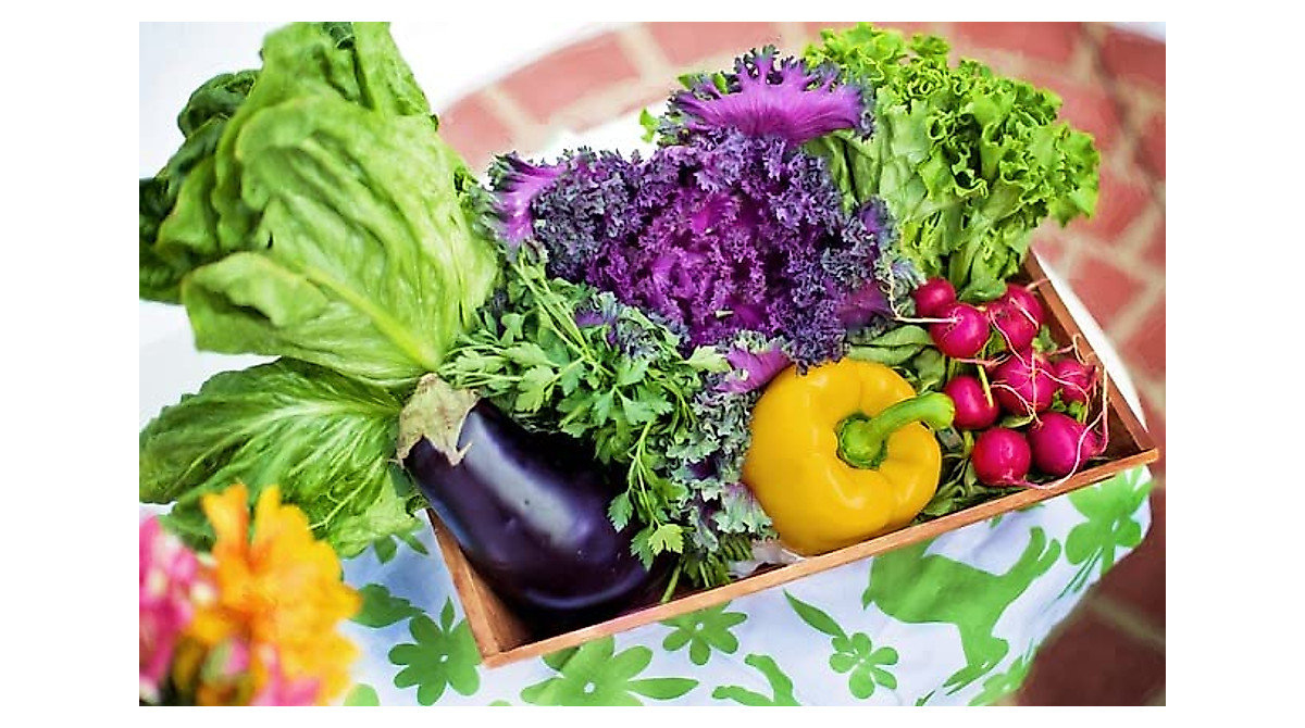 Set of 12 Sweet Corn- Golden Bantam Vegetable Seed Packs - Create a ...