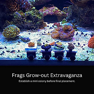 Oceanbox Designs CoralOne™ Magnetic Solo Frag Rack (Clear, 4 Pack), Single Frag Rack, Reef-Safe No-Rust 100% Waterproof Magnets, Made in USA