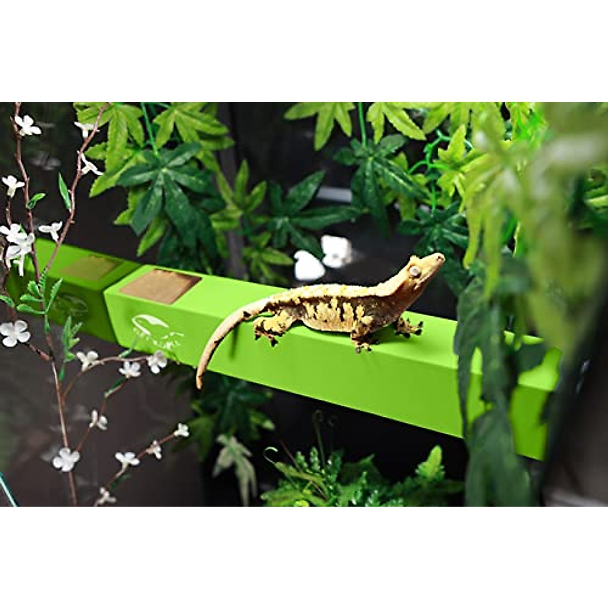 GECKOPIA Reptile Flex Bridge | Reptile Bridge | Gecko Bridge | Gecko Ledge | Reptile Vine | Reptile Terrarium Decoration | Reptile Branch Alternative (Green)