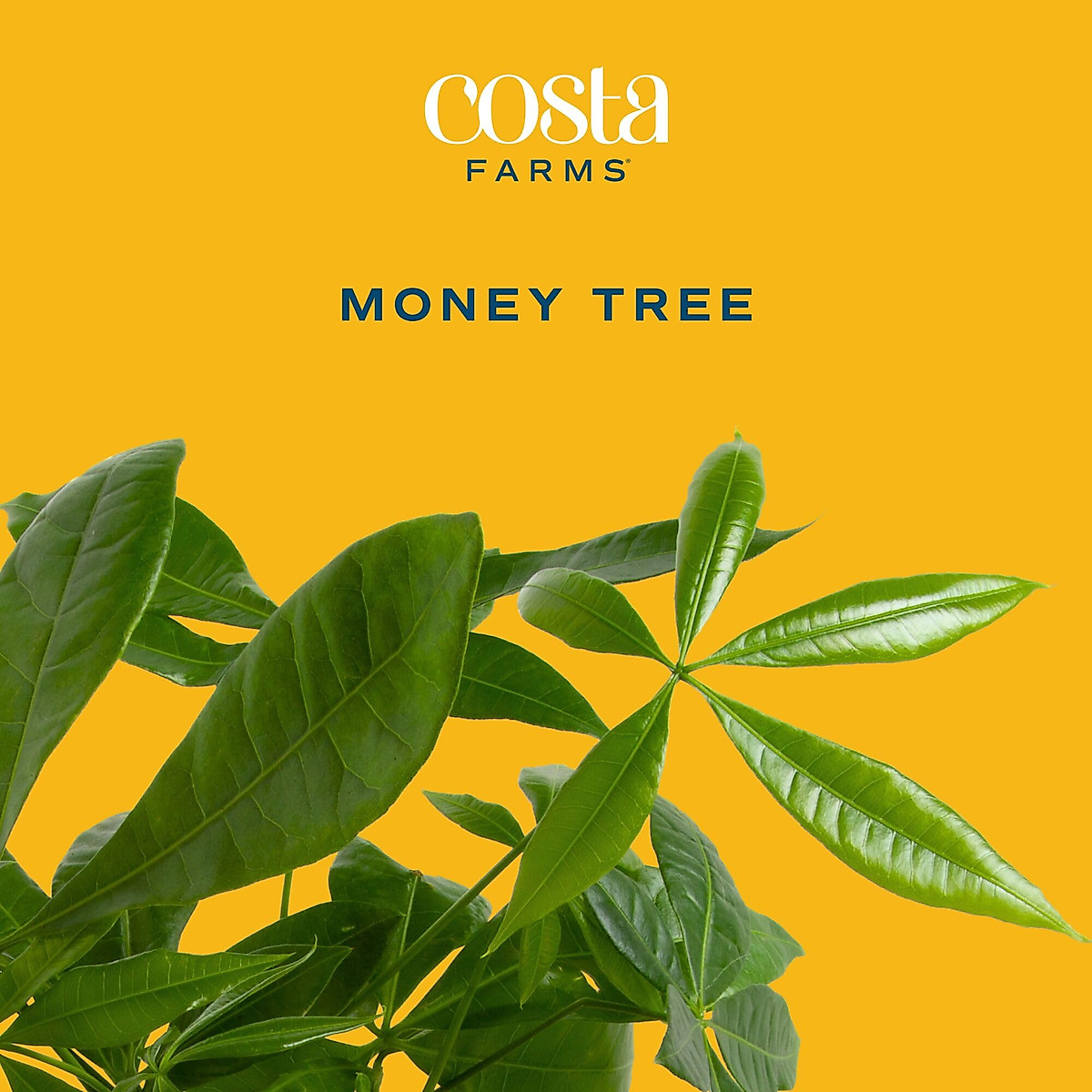 Costa Farms Money Tree, Easy Care Live Indoor Plant In Premium Ceramic Planter, Unique Gift for Birthdays, Prosperity, Good Luck, Excellent Room Décor And Dorm Decor, 16-Inches Tall