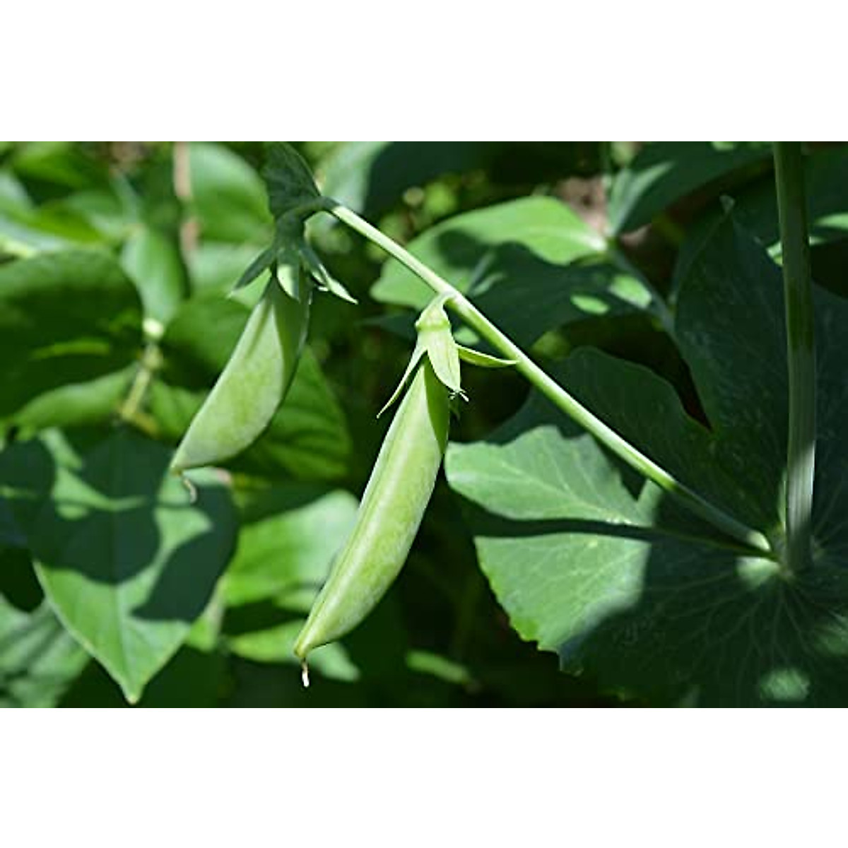 Sugar Ann Snap Pea Garden Seeds, 50+ Heirloom Seeds Per Packet, (Isla's Garden Seeds), Non GMO Seeds, Botanical Name: Pisum sativum