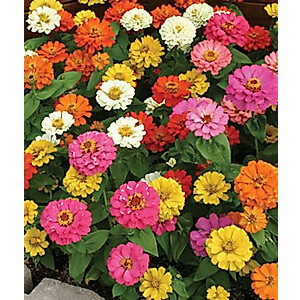 Zinnia Seeds- Thumbelina Mix- 200+ Seeds