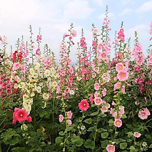 350+ Hollyhock Seeds Carnival Mix Giant Mallow Double Hollyhock Flowers Seed Perennial Outdoor Home Garden Flower