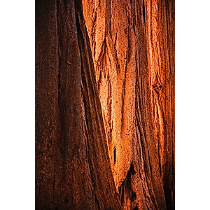 Giant Sequoia | Small Tree Seedling | The Jonsteen Company