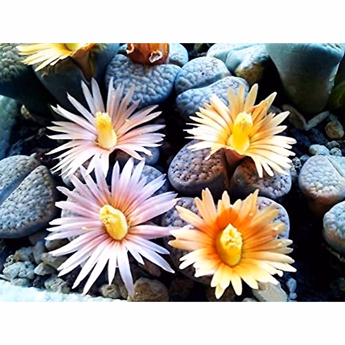 Mixed Colored Succulents Seeds Garden and Home Bonsai Flower Plant 200 Pcs Seeds