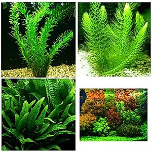 Aquatic Discounts - 3 Different Live Aquarium Plants - Anacharis + Hornwort + Java Fern BUY2GET1FREE!