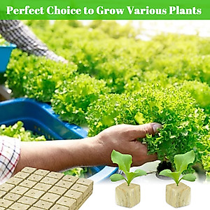 Legigo 1 Inch Rockwool Cubes Seed Starter Grow Cubes for Hydroponics, Rock Wool Planting Cubes Clone Cubes Soilless Cultivation Hydroponics Pods for Garden Plants Germination (2 Sheet, 100 Plugs)