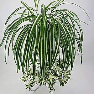 YINKUU Artificial Chlorophytum Silk Flowers, Artificial Flowers Plant Fake Greenery Faux Plant Hanging Ivy Green Leaves Bonsai Wall Hanging Plants for Home Garden Office Wedding Decoration