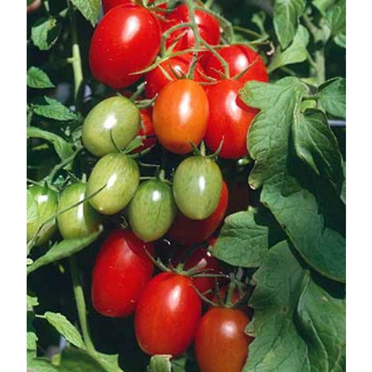 Juliet Grape Tomato 15 Seeds - High yields!