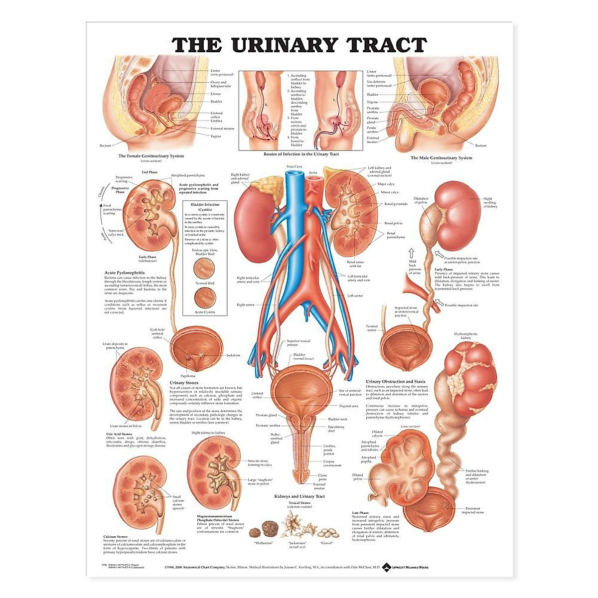 The Urinary Tract Anatomical Chart