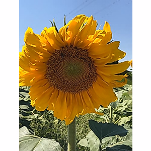 KNWBLE GRWN from Field to Feeder Wild Bird Black Oil Sunflower Seed Bird Food - 25 lbs