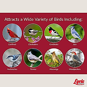 Lyric Fruit and Nut Wild Bird Seed - High Energy Wild Bird Food Mix - Attracts Woodpeckers, Chickadees & Other Songbirds - 20 lb bag