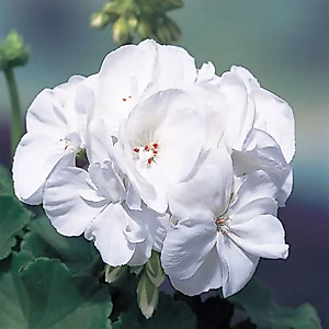 YEGAOL Garden 100Pcs White Geranium Seeds Pelargonium Perennial Showy Evergreen Drought Tolerant GMO Free Patio Potted Beds Courtyard Garden Outdoor Plant