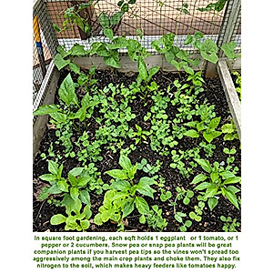 Sugar Snap Pea Seeds for Planting Vegetables and Fruits.Non GMO Heirloom Seeds Vegetable Seeds for Planting Home Garden or Hydroponic Pods-15g, Approx. 65 Garden Seeds Sugar Snap Pea Plant Seeds. USA