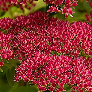 Outsidepride Perennial Sedum Summer Glory Heat & Drought Tolerant, Succulent, Stonecrop Ground Cover Plants - 1000 Seeds